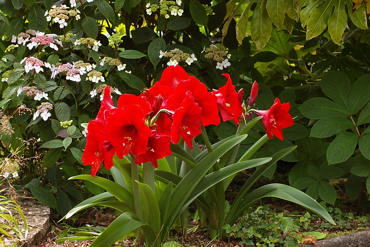 Hardy Red Hippeastrum