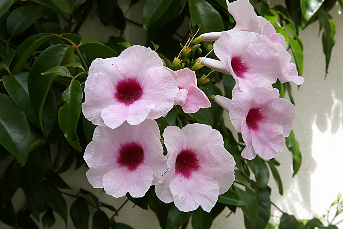 Pandorea jasminoides